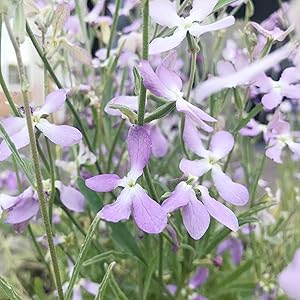 Mathiola Flower Seeds for Planting - Buy Now – Dharaseeds