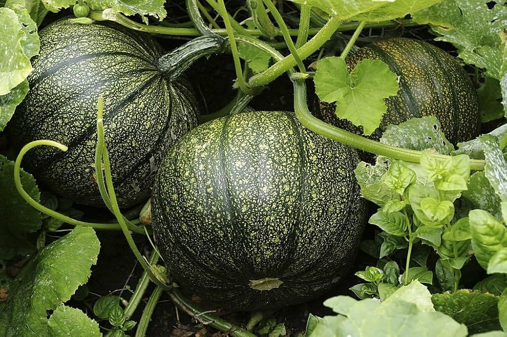 Wolf Pumpkin Seeds pcs Large and Delicious Fruit – Dharaseeds
