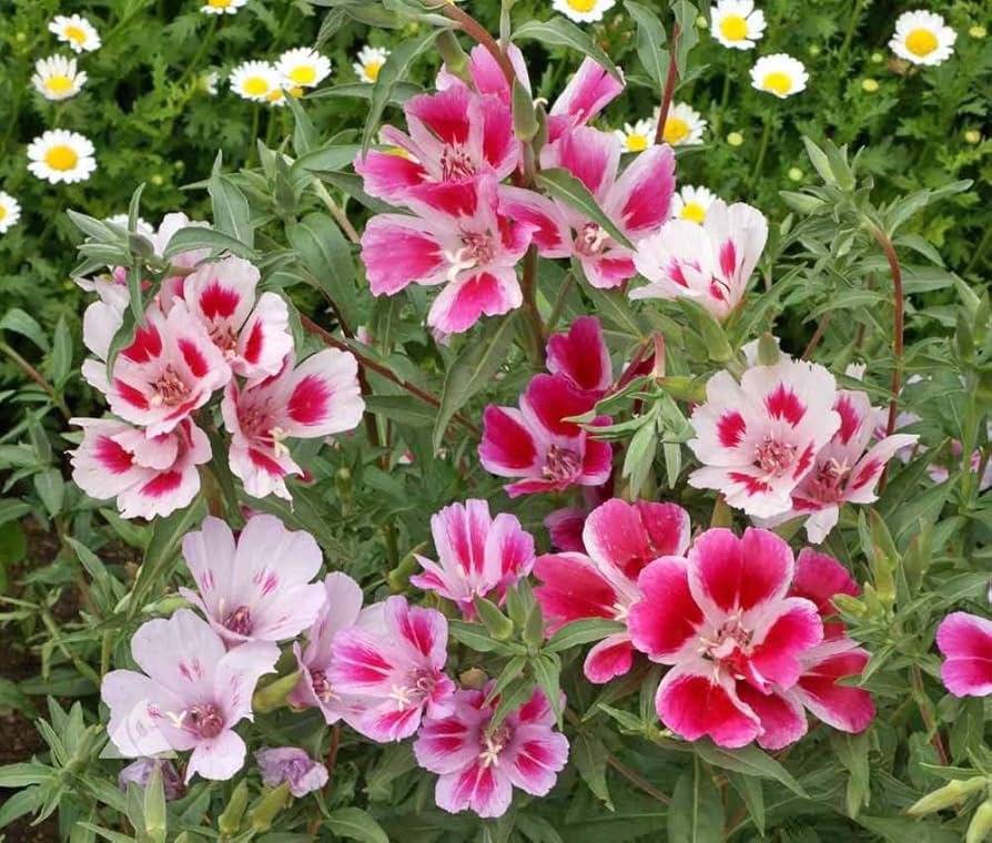 Godetia Dwarf Summer Azalea Seeds Clarkia amoena for Planting Flower ...