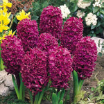 Hyacinth Seeds - Hyacinthus Orientalis Red Variety for Containers and ...