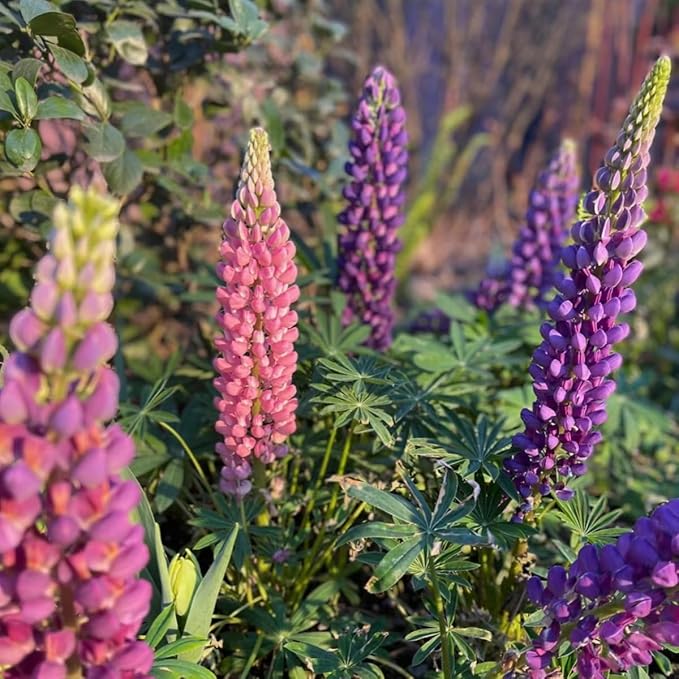 Lupine Lupinus Polyphyllus Russell Seeds – Tall Blooms for Cottage ...