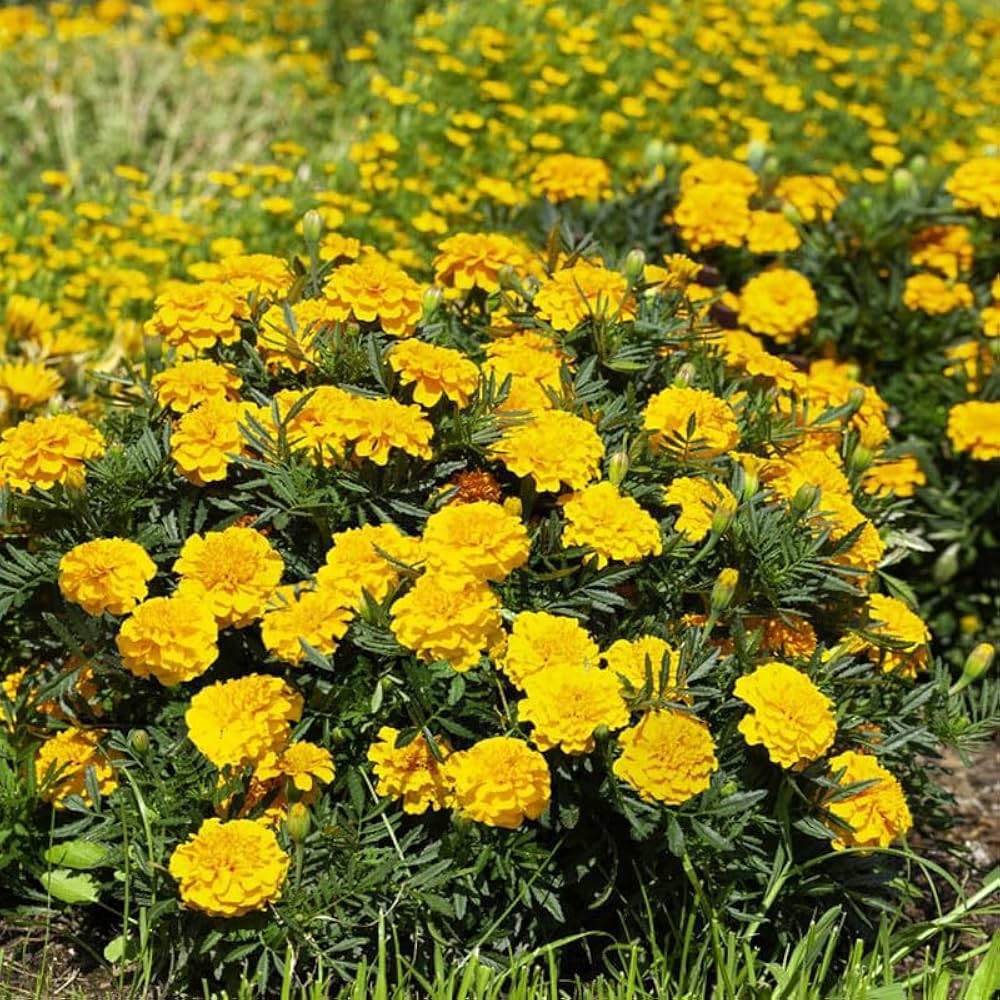 Gold Medallion Flower Seeds for Planting Flower Bed – Dharaseeds