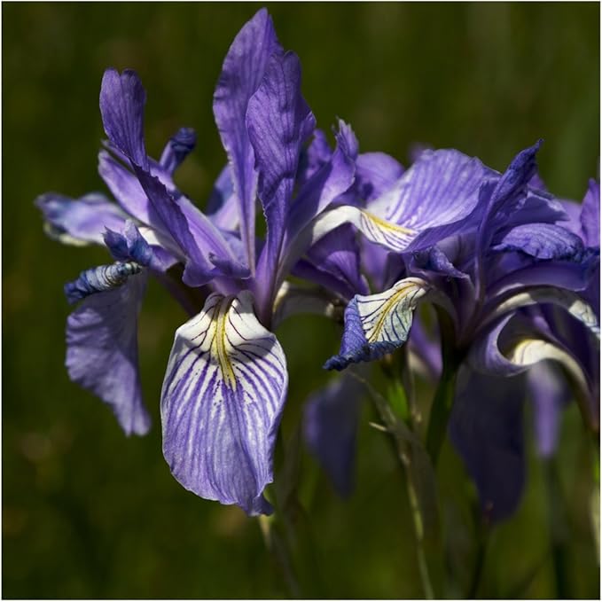 Iris Flower Seeds – Iris spp for Your Flower Bed – Dharaseeds