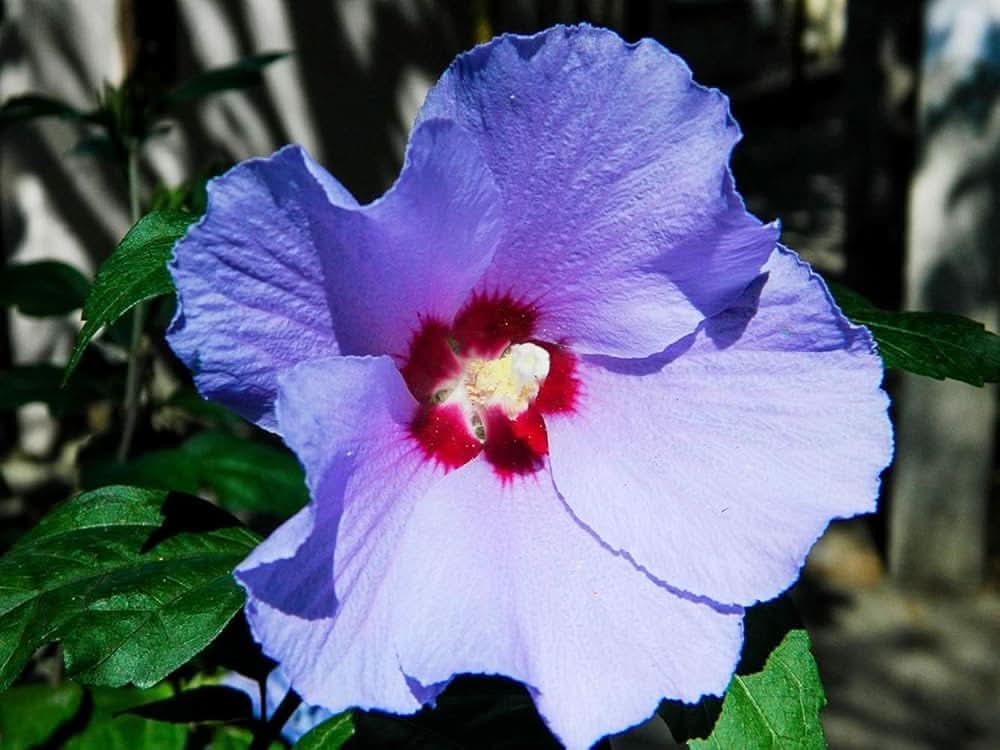 Hibiscus Seeds - Blue Silver Gray Hibiscus Flower Seeds for Exotic ...