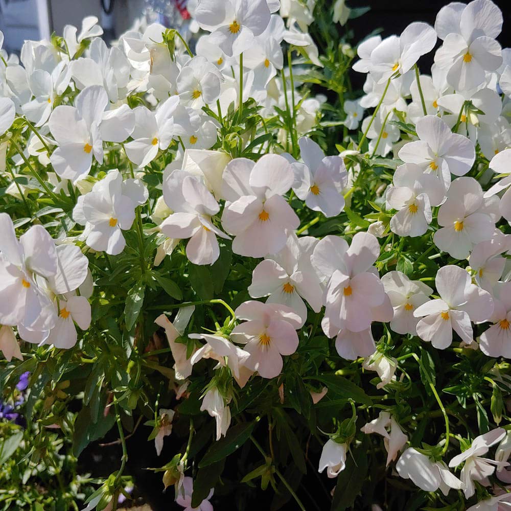 Viola White Perfection Seeds – Viola x Wittrockiana Pure Blooms ...