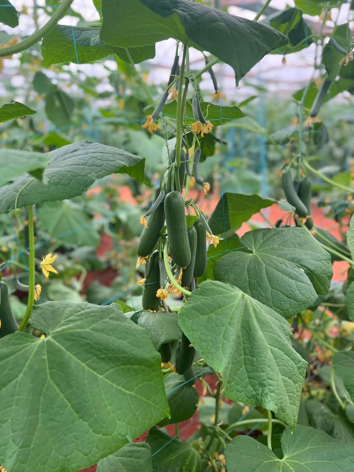 Japanese Mini Cucumber Cucumis Sativus vegetable seeds organic heirloom ...