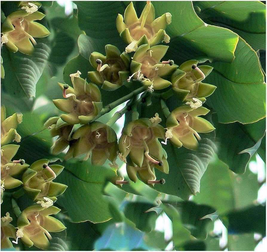 Buy Duabanga Grandiflora Orchid Tree Seeds - Plant Now! – Dharaseeds