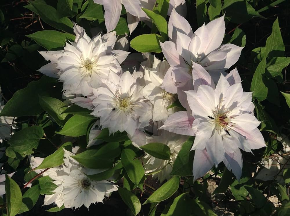 Clematis Mixed Color Seeds – Vibrant Vines for Gardens – Dharaseeds