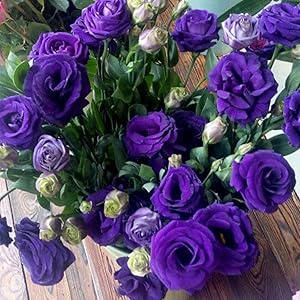 Eustoma Perennial Flowering Plants, Potted Lisianthus Seeds – Dharaseeds