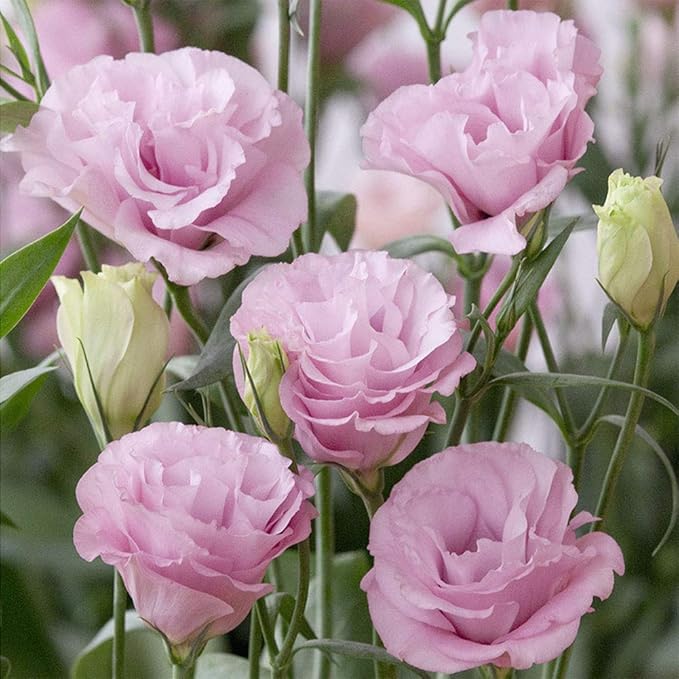 Light Pink Eustoma (Lisianthus) Flower Seeds for Planting - Heirloom ...