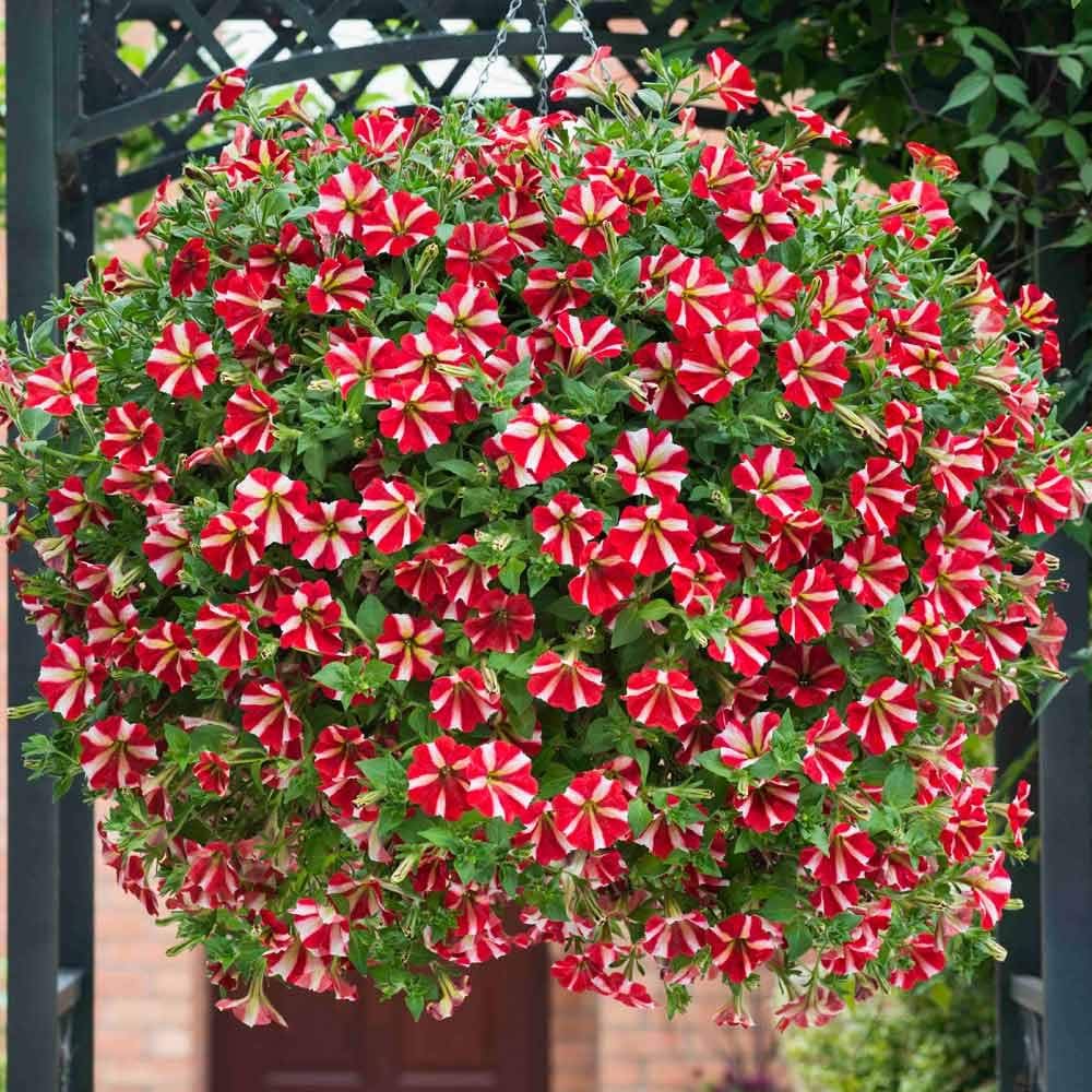 Pelletta Petunia Ultra Red Star Seeds - Shop Now – Dharaseeds