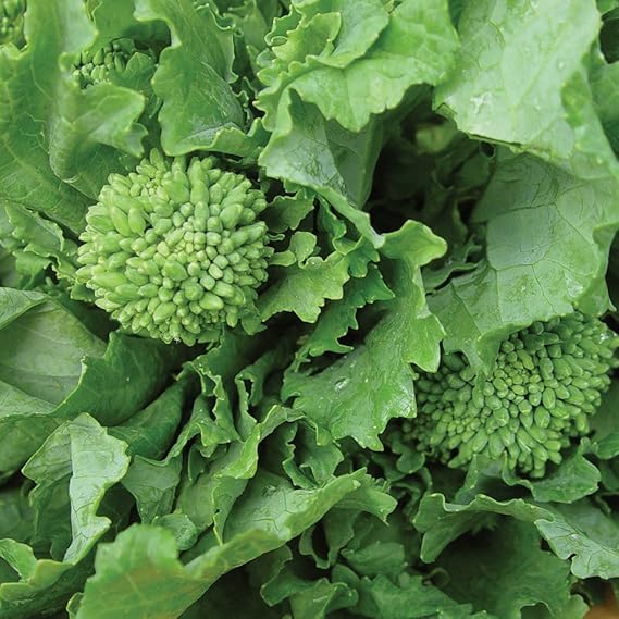 Broccoli Raab Seeds – Nutritious, Bitter Greens for Gardens – Dharaseeds