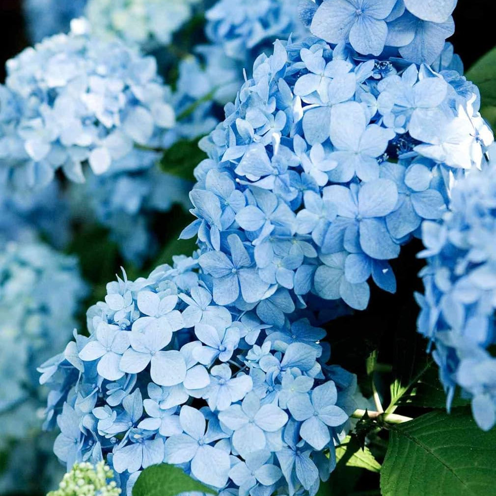 Heirloom Sky Blue Hydrangea Flower Seeds, Non-GMO Vibrant Blooms for ...
