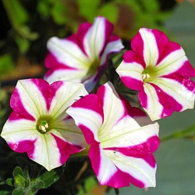 Petunia Seeds - Mixed Colors Organic – Dharaseeds