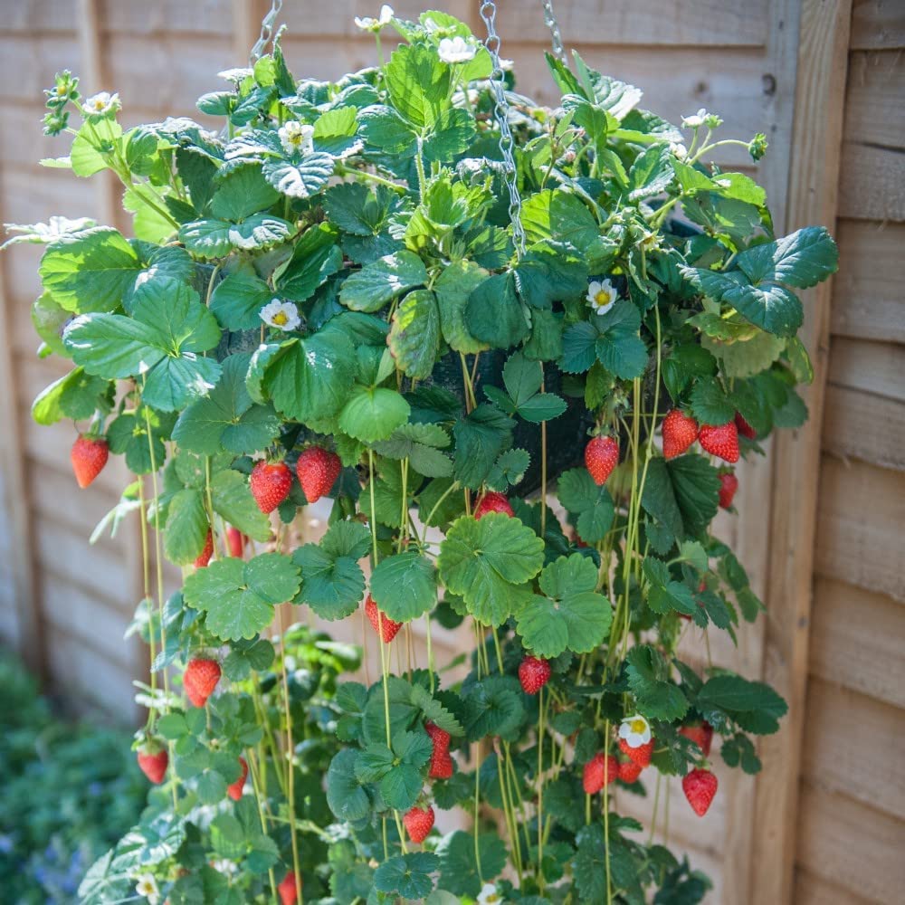 Giant Climbing Strawberry Seeds for Planting Red Fruit Garden Vines ...