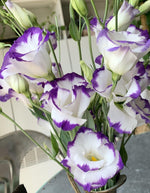 Eustoma Grandiflorum Seeds - Lila & White Lisianthus for Floral ...