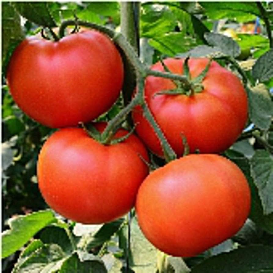 Homestead Tomato Solanum lycopersicum vegetable seeds for planting in ...