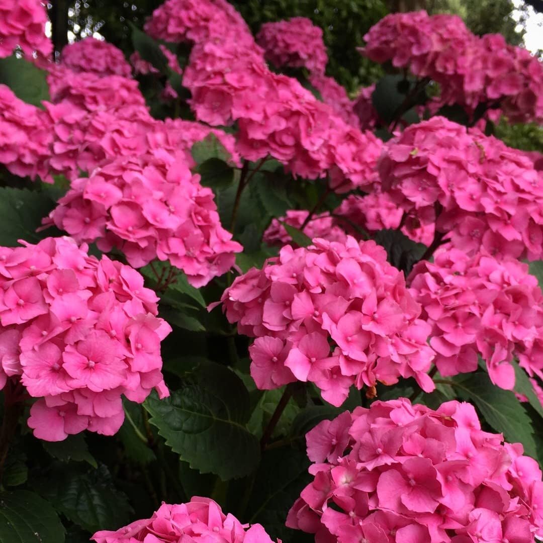 Heirloom Thick Pink Hydrangea Flower Seeds, Non-GMO Lush Blooms for ...