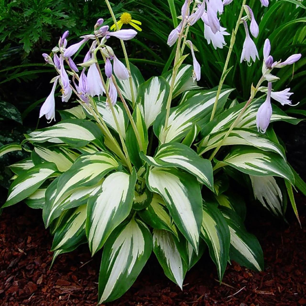 Hosta Seeds - Millennium Hosta Hybrid Seeds for Shade Garden Plantings ...