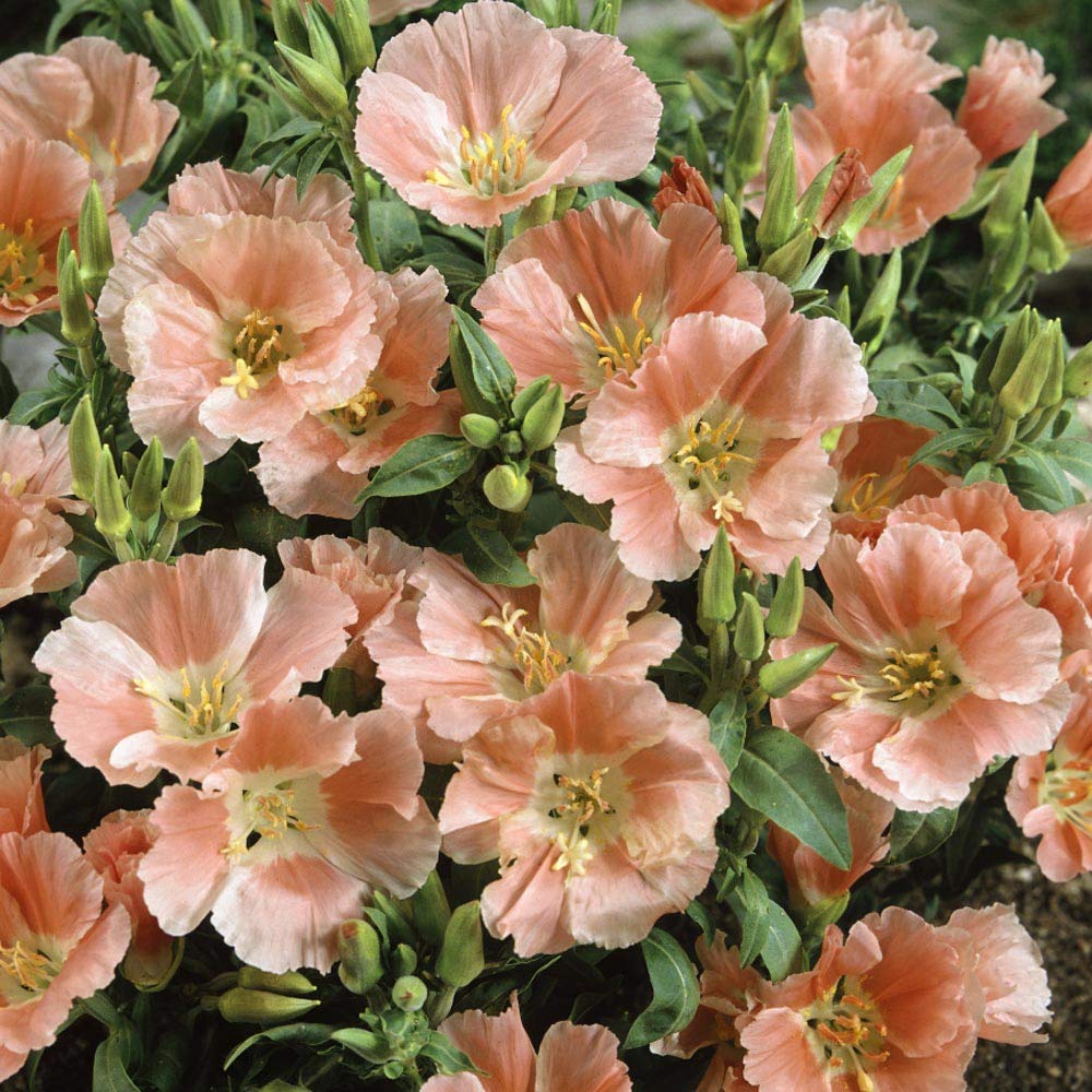 Godetia Grand Azaleaflora Seeds – Sybil Sherwood Salmon Blooms – Dharaseeds
