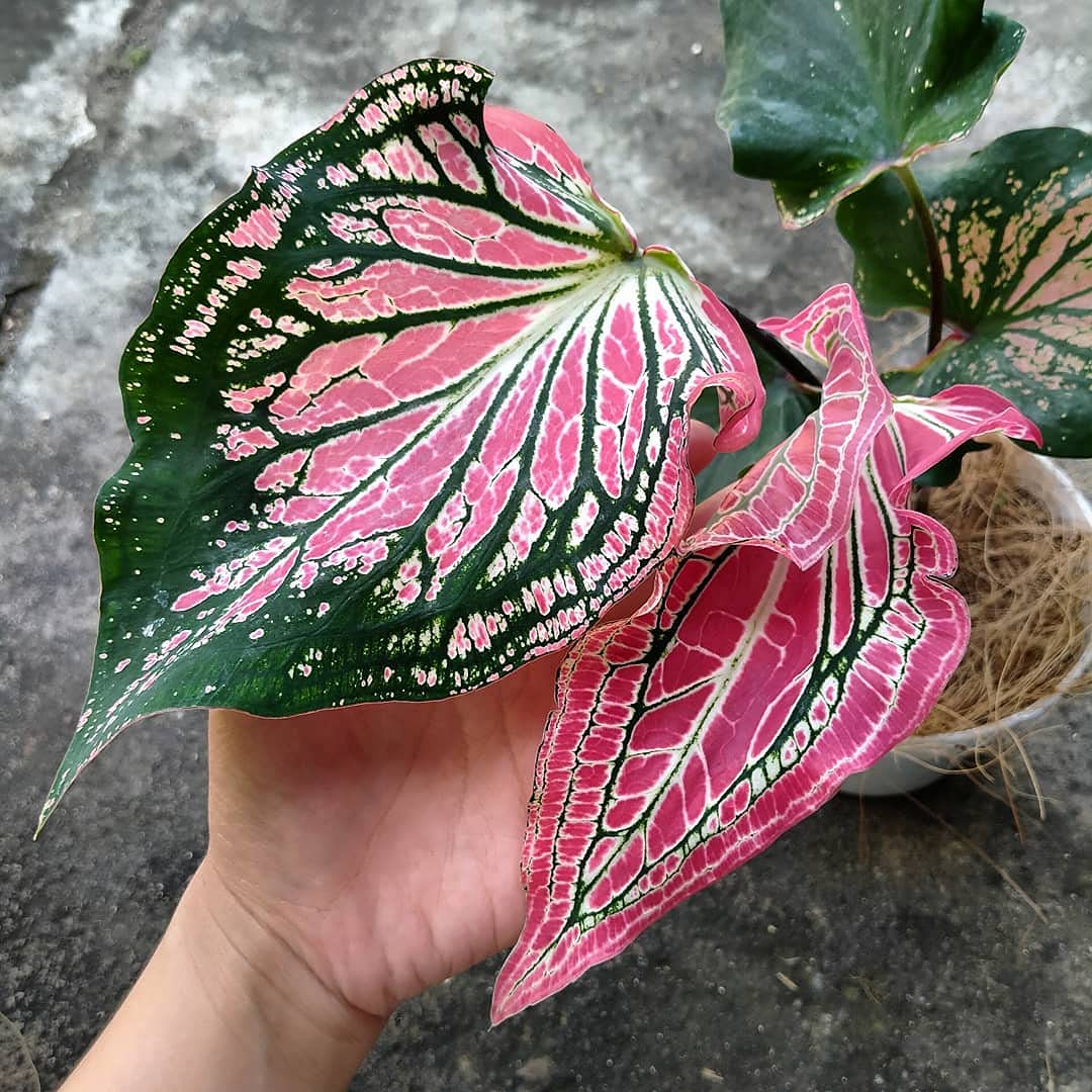 Thailand Caladium Seeds - Air-Purifying Indoor & Garden Flowers ...