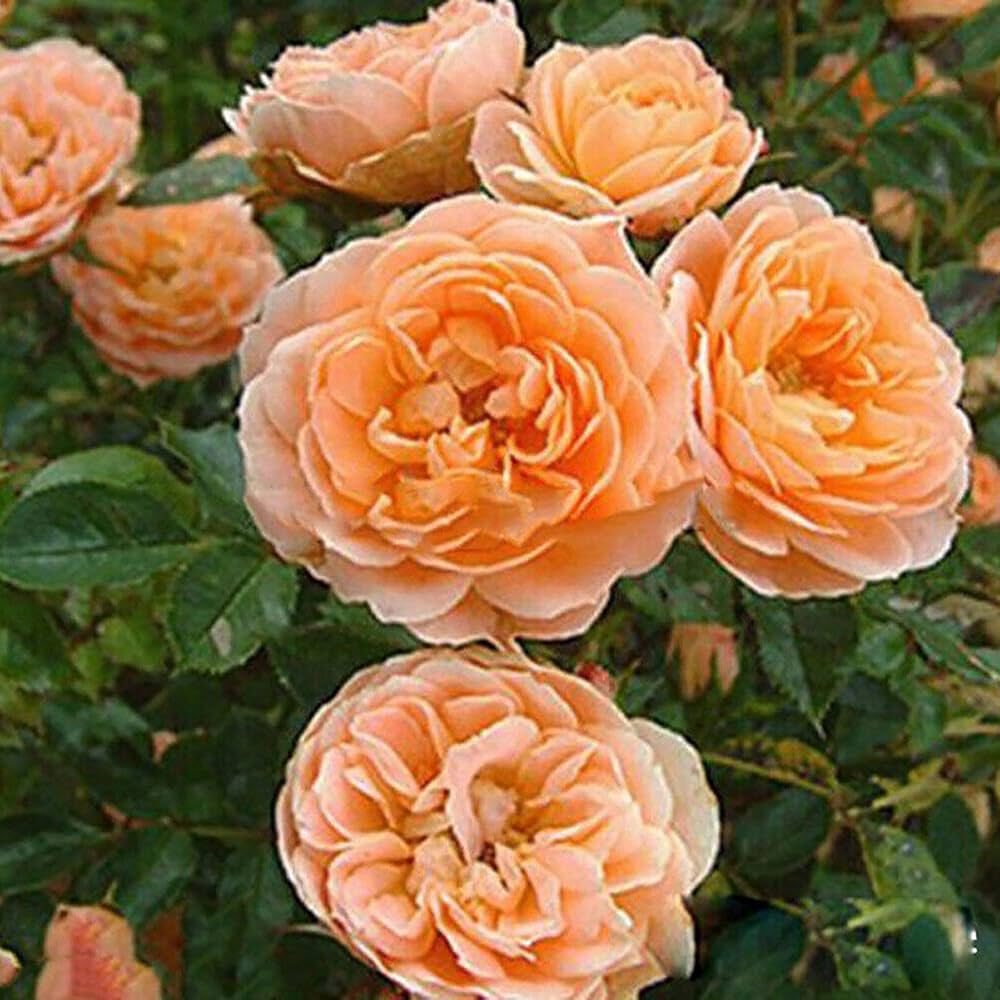 Climbing Roses Seeds – Greenhouse Garden Blooms Year-Round – Dharaseeds