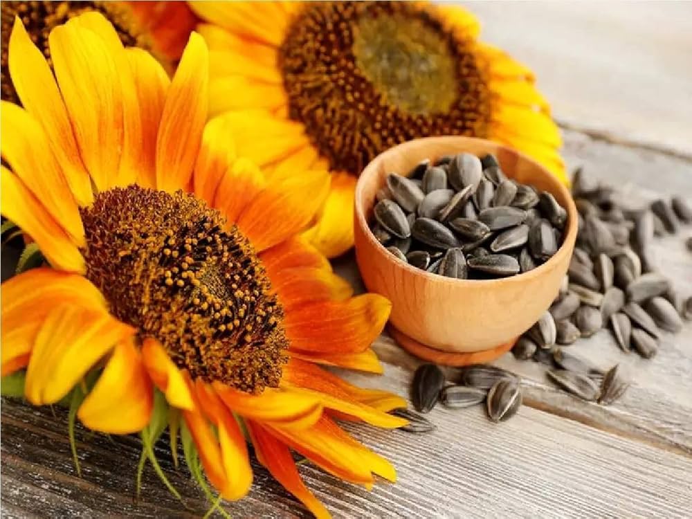 Sunflower Helianthus annuus Seeds for Planting - Order Now – Dharaseeds