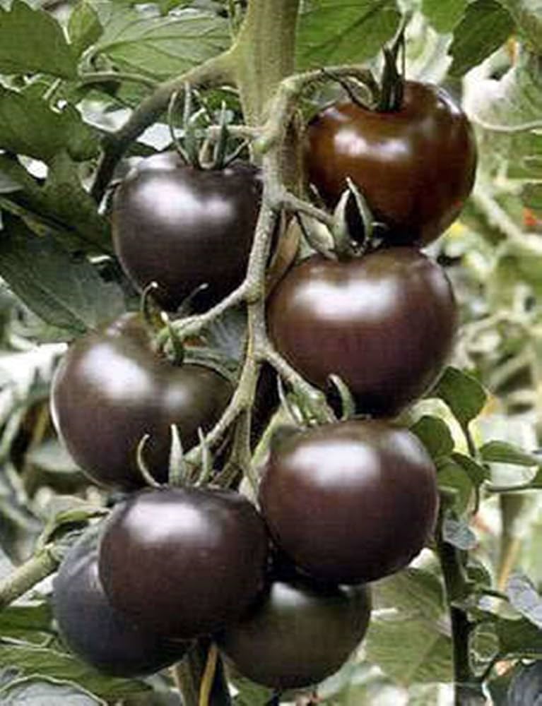 Tomato Solanum Lycopersicum Black Pearl Vegetable Seeds for Planting ...