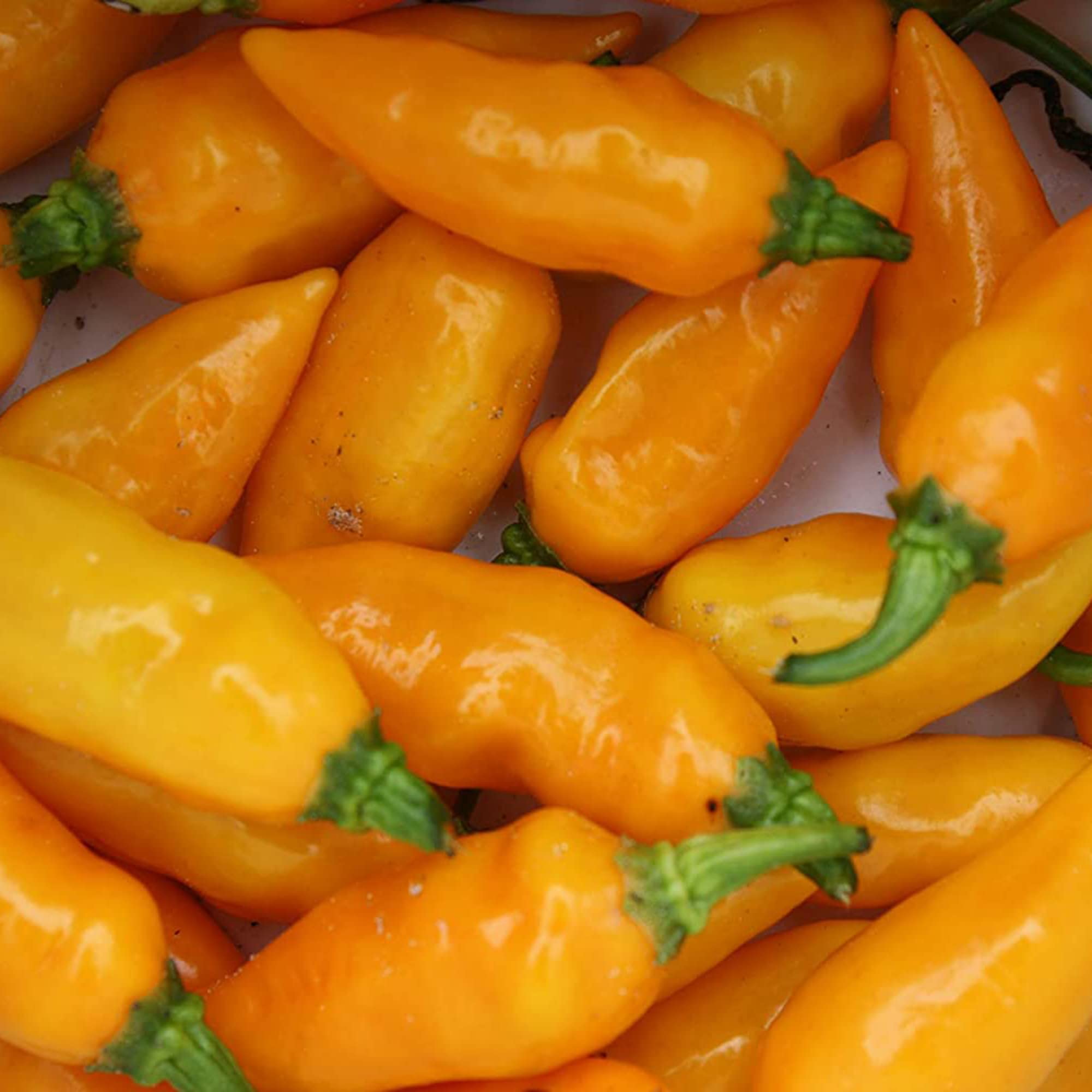 Datil Pepper Capsicum chinense Seeds for Vegetable Patch – Dharaseeds