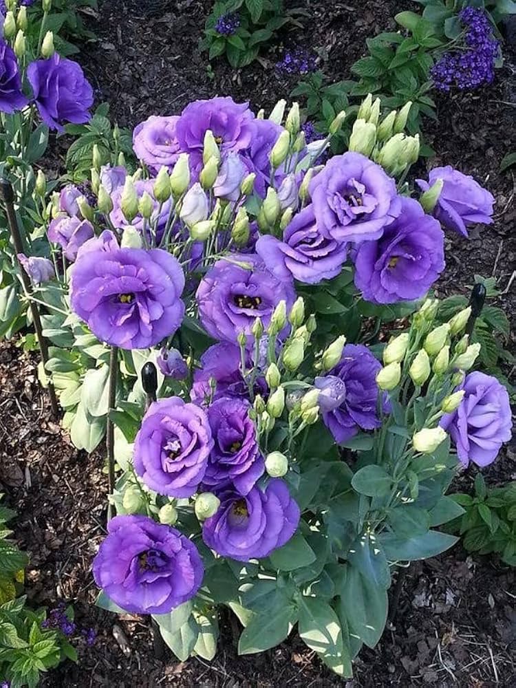 Eustoma Grandiflorum Seeds - Lila & Picotee Lisianthus for Decorative ...