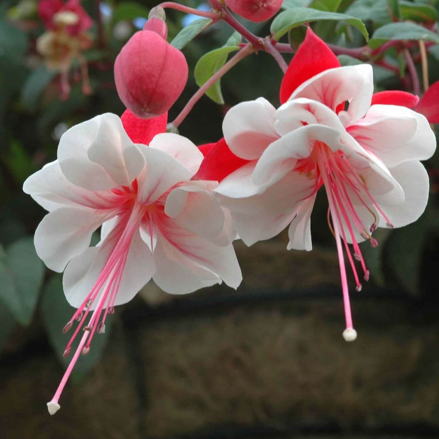 Fuchsia Seeds – Heirloom Vibrant Shade Garden Blooms – Dharaseeds