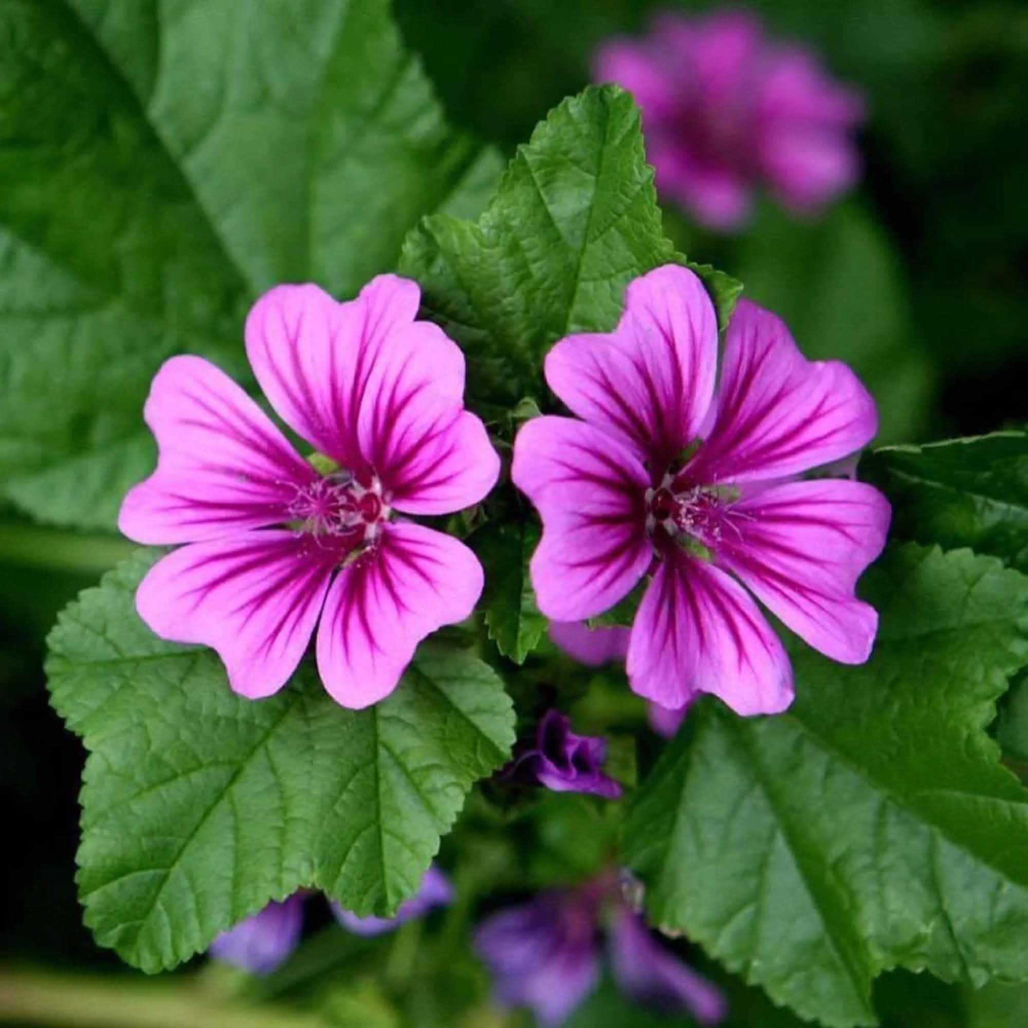 Bright Pink Malva Malva sylvestris flower seeds for home garden and ...