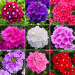 Verbena Seeds - Verbena Hybrida Variety for Vertical Garden and Patio ...