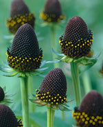 Rudbeckia Green Wizard Flower Seeds – Heirloom Non-GMO Seeds for ...
