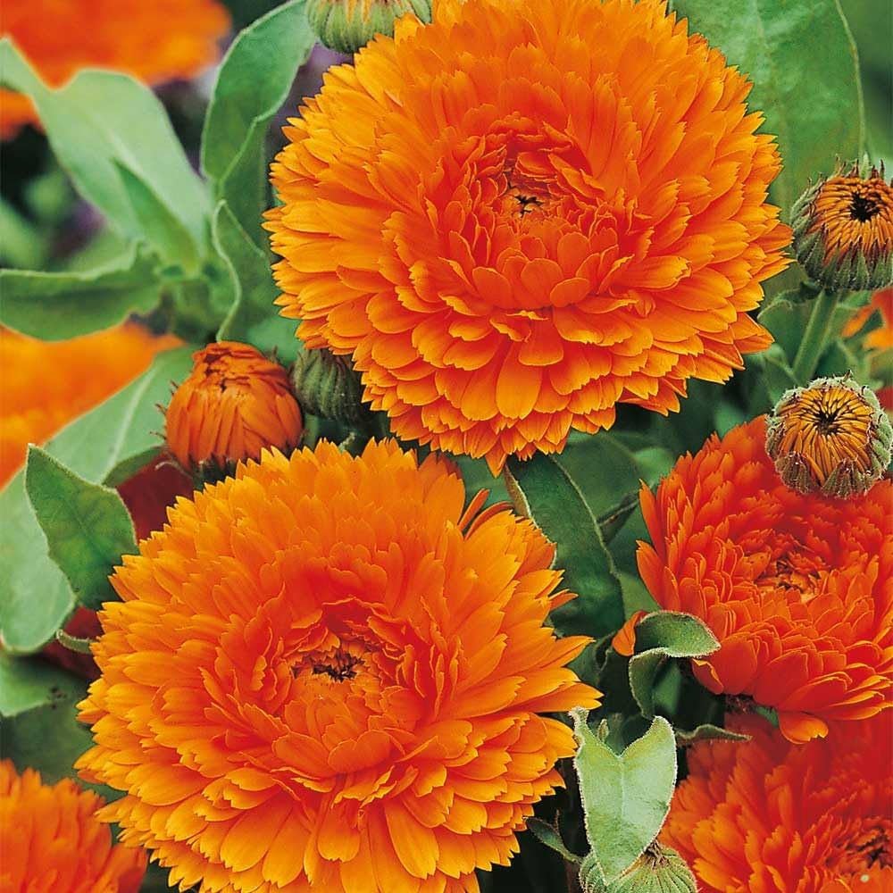 Orange King Calendula Seeds – Regal Cottage Garden Blooms – Dharaseeds