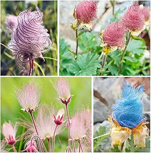 Prairie Flower Seeds – Beautiful, Hardy Blooms for Gardens – Dharaseeds