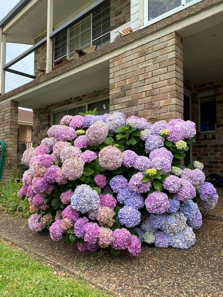 Hydrangea Seeds – Multicolor DIY Home Garden Flowers – Dharaseeds