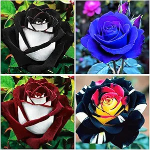 Rare Rainbow Rose Seeds – Unique Multi-Colored Rose Flowers – Dharaseeds