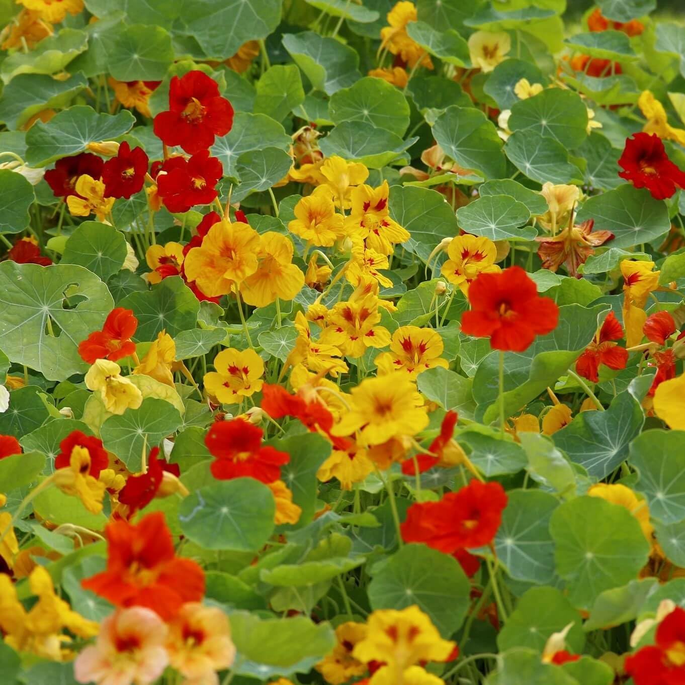 Capuchina Flower Seeds for Planting – Organic, Heirloom, Non-GMO ...
