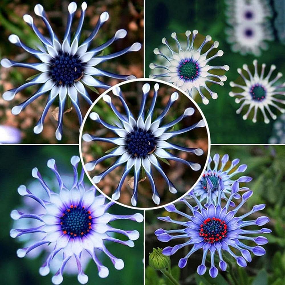Felicia Seeds - Blue Daisy – Dharaseeds