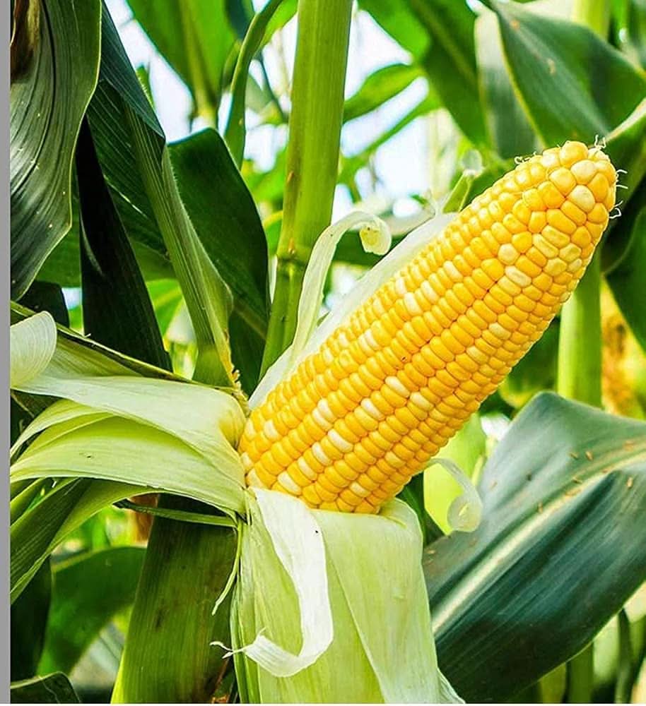 Sweet Corn Vegetable Seeds Zea mays for Organic Home Garden Cultivation ...