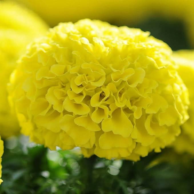 Marigold Tagetes Erecta Pusa Basant Yellow Drought-Tolerant Flower ...