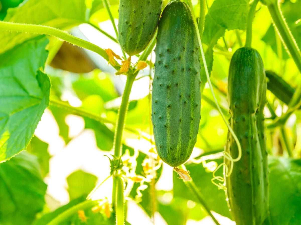 General Lee Cucumber Seeds – Crisp Veg – Plant Today – Dharaseeds