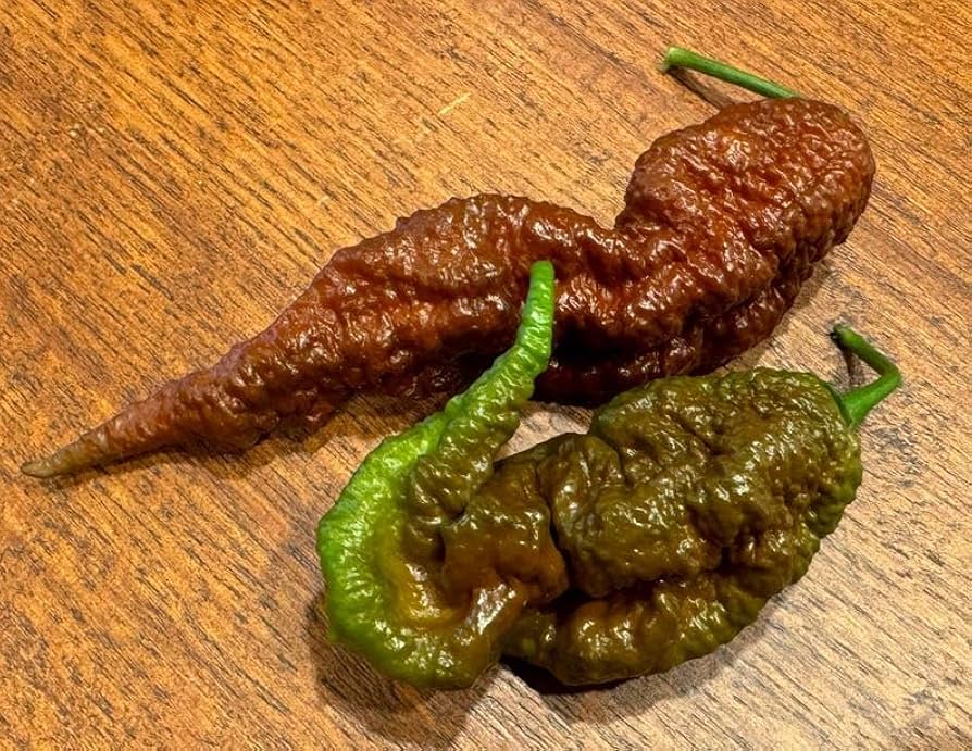 Fatalii Chocolate Chili Seeds – Spicy Heat for Veggie Gardens – Dharaseeds