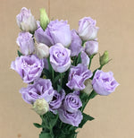 Lisianthus Seeds - Blue Echo Eustoma Grandiflorum for Planting – Dharaseeds