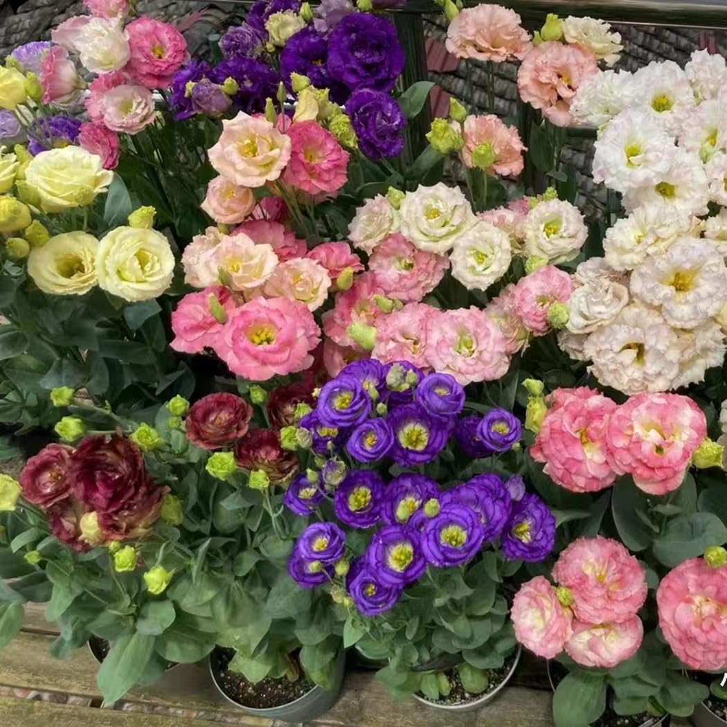Eustoma Grandiflorum Seeds - Sapphire Mix Lisianthus for Garden Beds ...