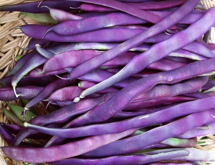 Purple pod bush bean Phaseolus vulgaris vegetable seeds for planting in ...