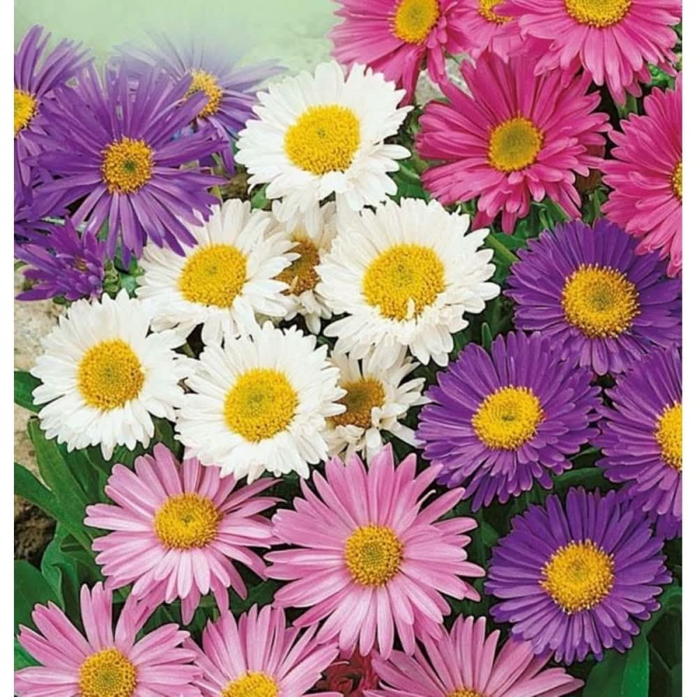 Aster Seeds - Alpinus Mixed – Dharaseeds