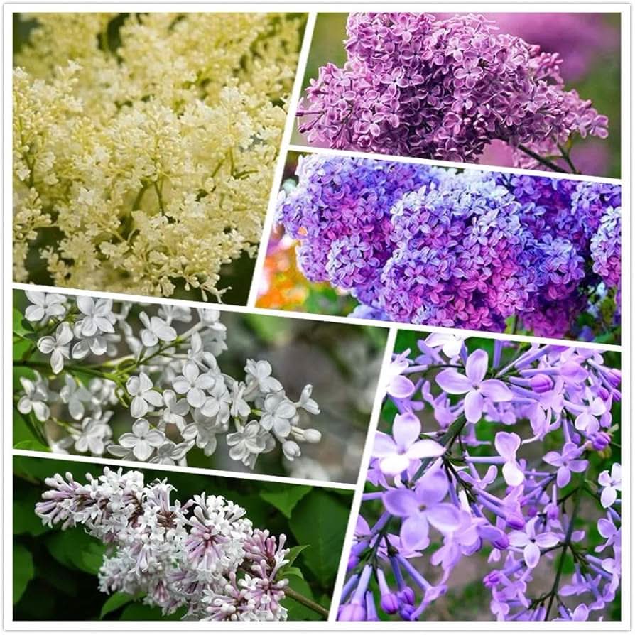 Japanese Lilac Seeds – Syringa Reticulata for Home & Landscaping ...