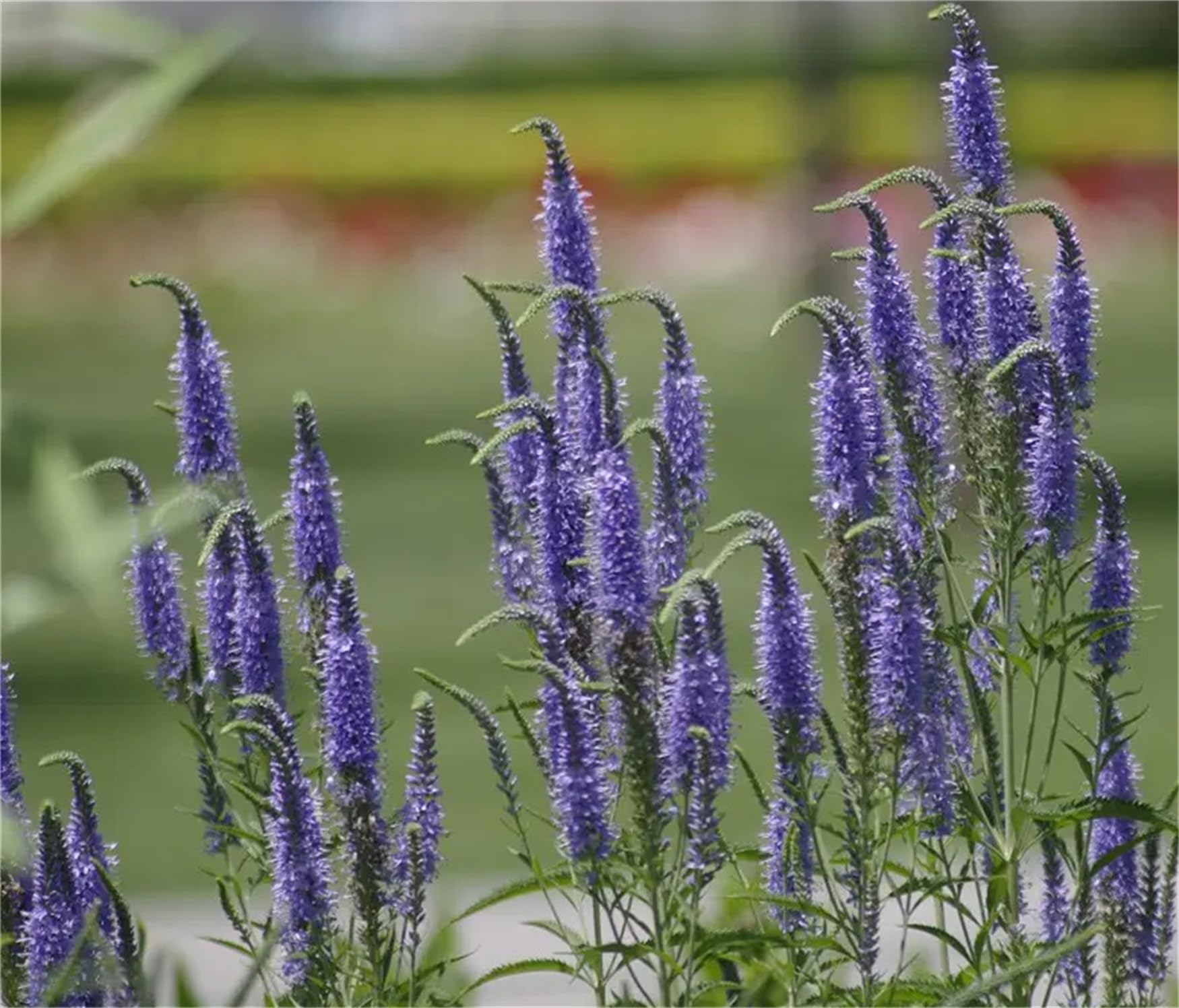 Speedwell Veronica Spicata Seeds for Flower Borders – Dharaseeds